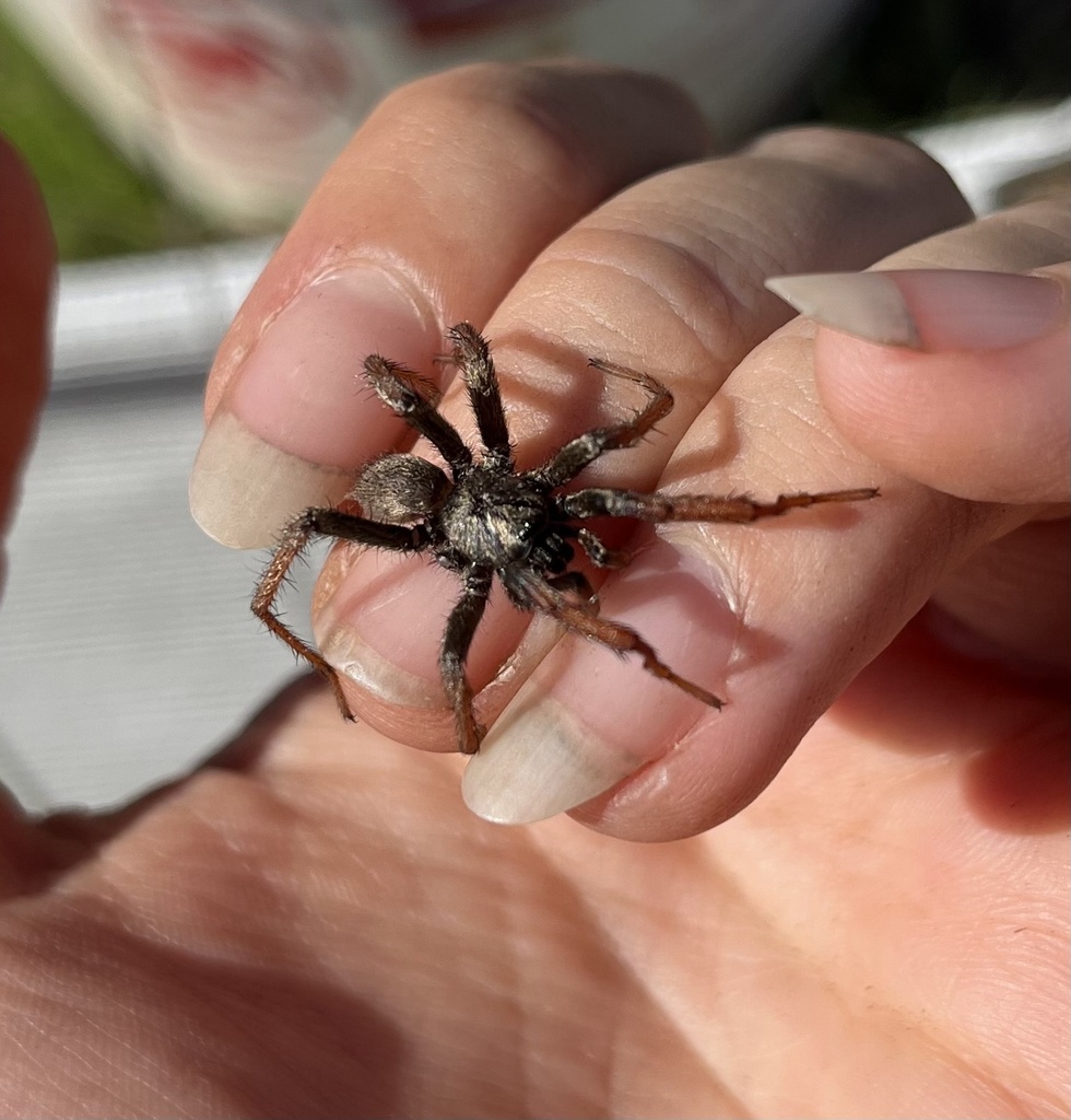 Aptostichus from Daley Ranch Truck Trail, Jamul, CA, US on November 16 ...