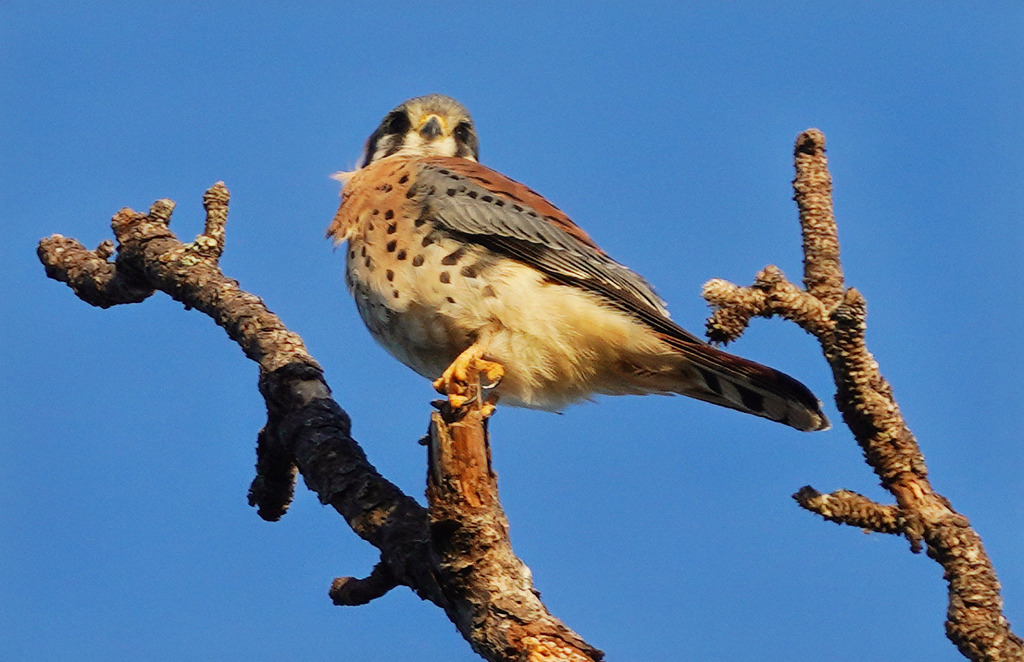 American Kestrel from Osceola County, FL, USA on December 19, 2023 at ...