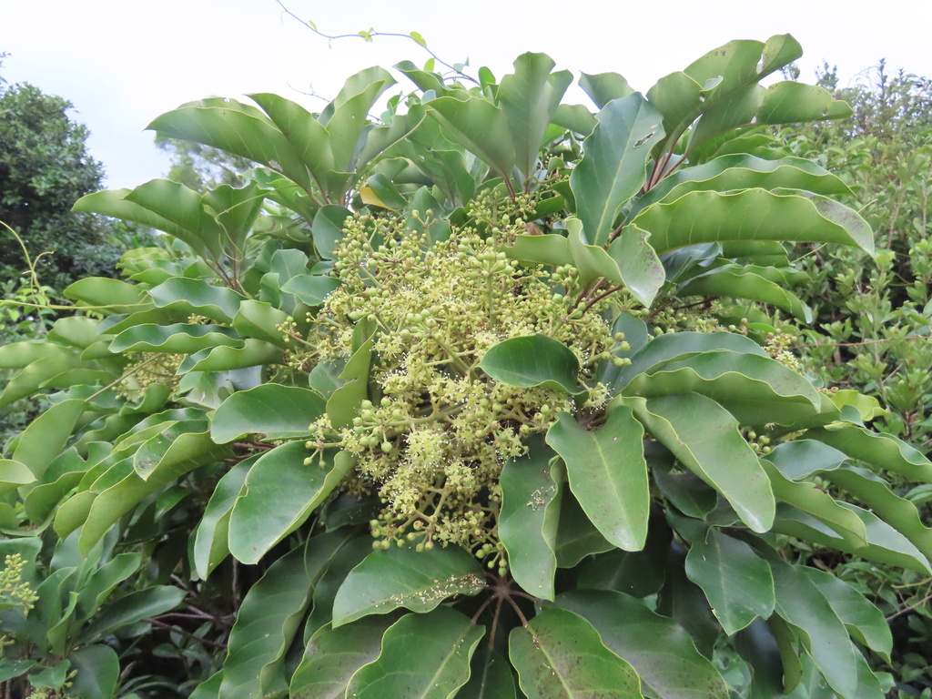 Ivy Tree from Cheung Chau, Cheung Chau, New Territories, HK on December ...