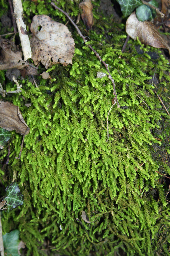 Rambling Tail-moss in December 2023 by Alberto Colatore. ***Anomodon ...