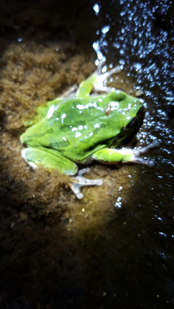 Japanese Tree Frog from 210-3 Doma-ri, Wangsan-myeon Gangneung-si ...