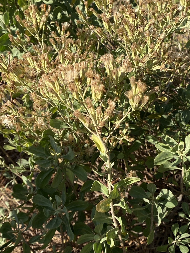 garberia from Winter Park, FL, USA on December 9, 2023 at 02:53 PM by ...