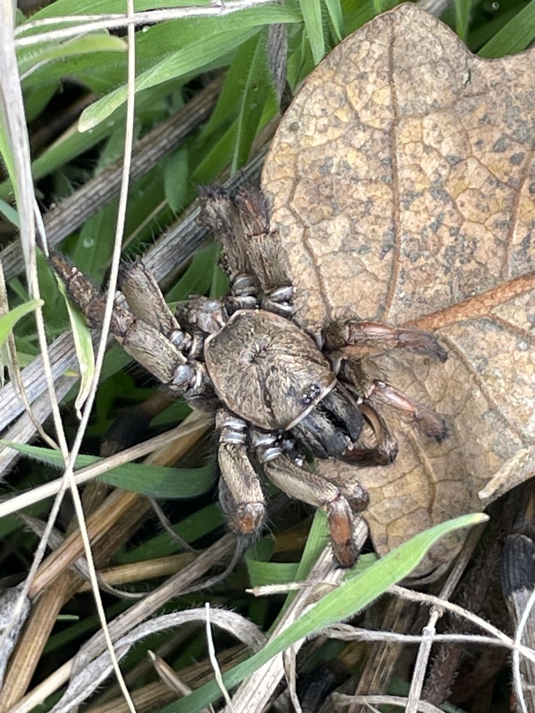 Calisoga from Fort Ord National Monument, Salinas, CA, US on December ...