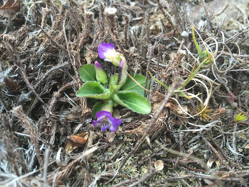 Sand Violet (Variety Viola sagittata ovata) · iNaturalist