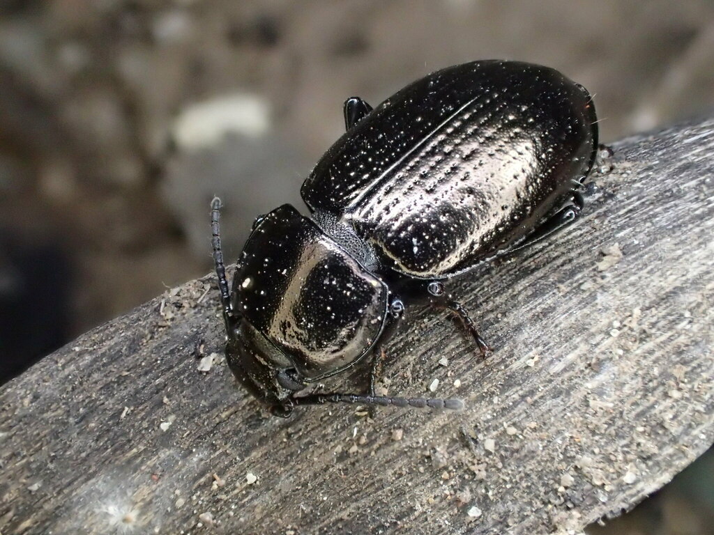 Adelium in December 2023 by Mark Hura · iNaturalist