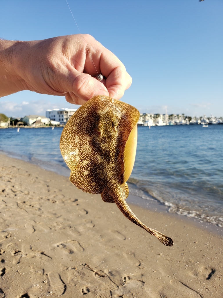 Yellow Stingray from BLUE HERON BLVD at PHIL FOSTER PK, Riviera Beach ...