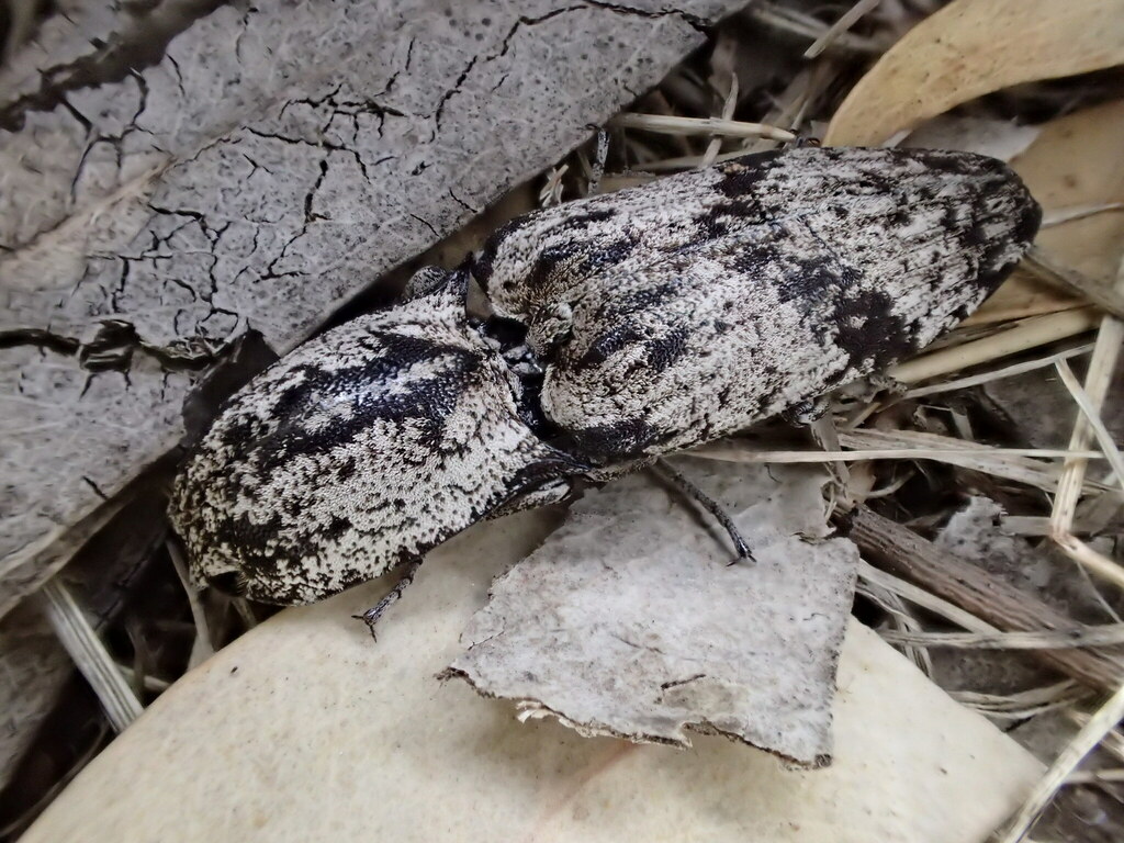 Cryptalaus in December 2023 by Mark Hura · iNaturalist