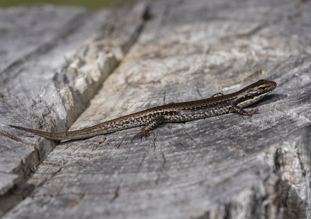 Water Skinks from Moonan Brook NSW 2337, Australia on December 17, 2023 ...