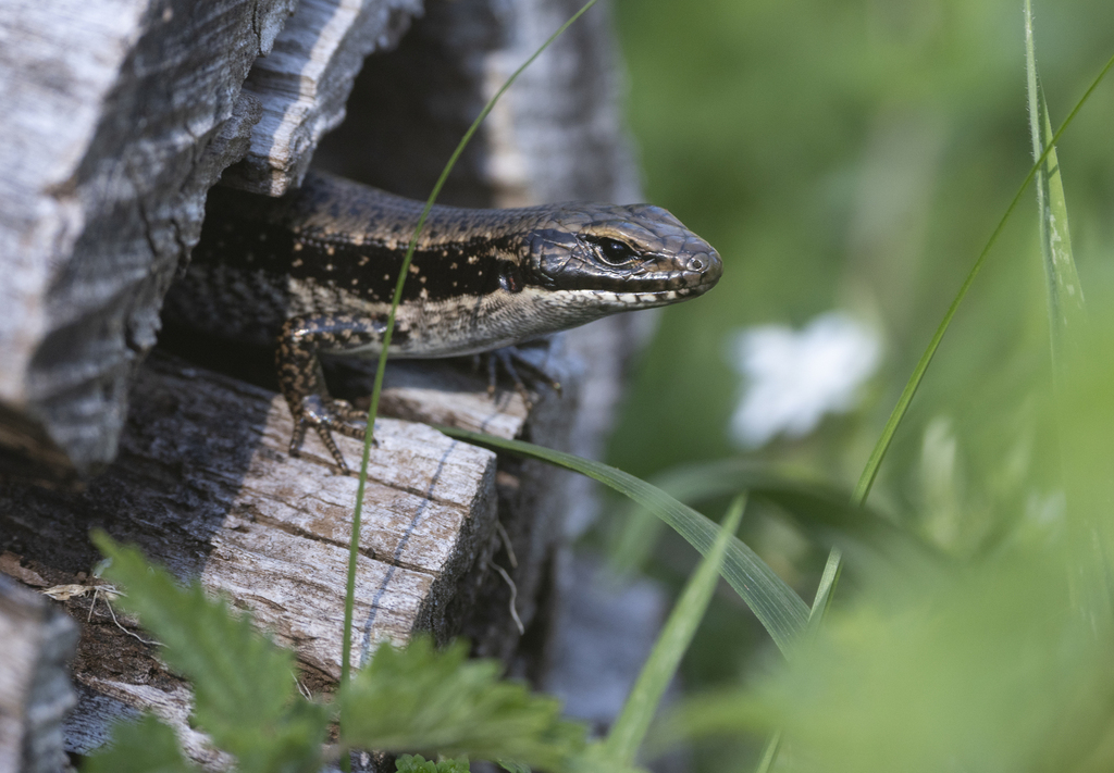 Water Skinks from Moonan Brook NSW 2337, Australia on December 17, 2023 ...