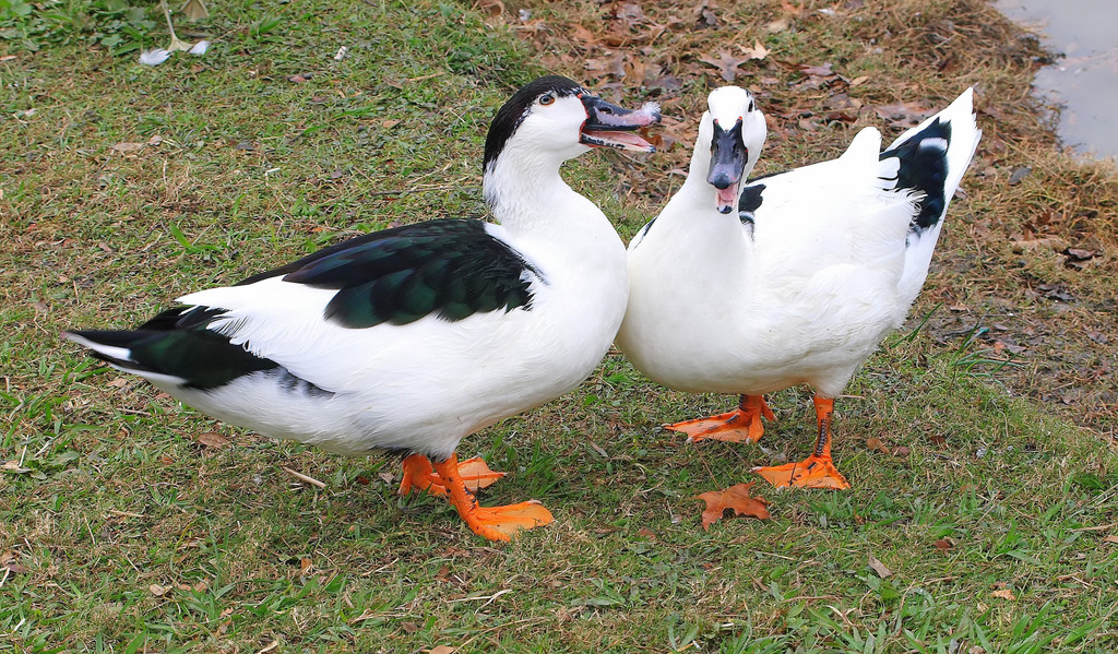 Mallard × Muscovy Duck from Cottonwood Park Richardson, TX, USA on ...