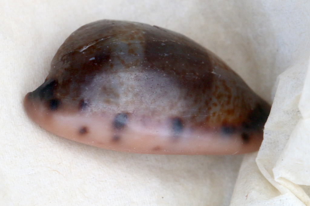 yellow-toothed cowrie from Woolgoolga Headland, NSW 2456, Australia on ...