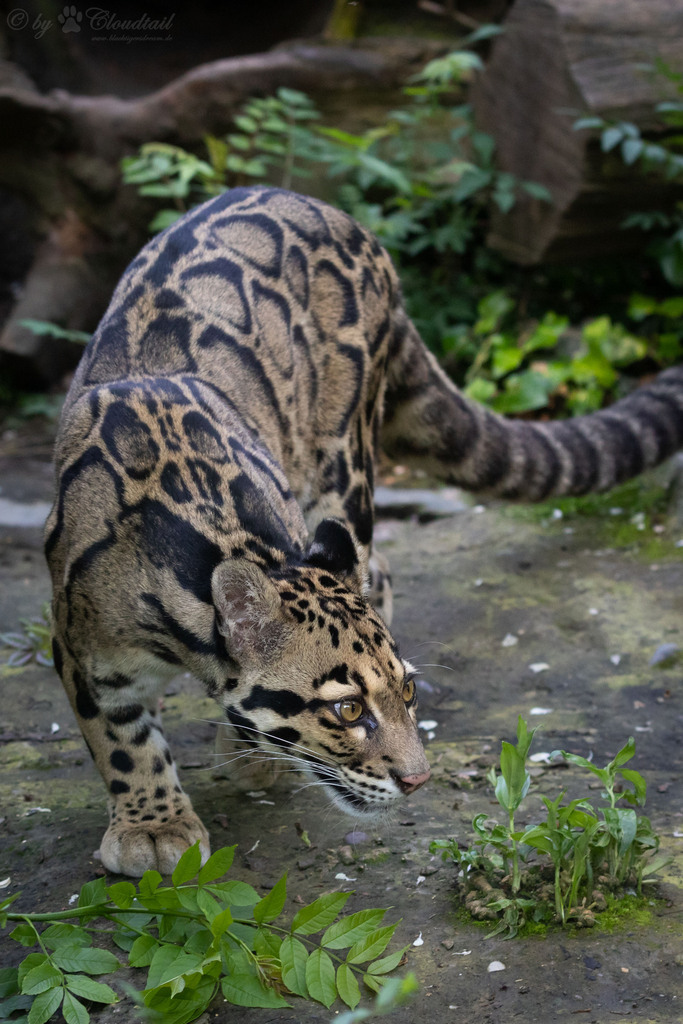 Clouded Leopards (Neofelis) - Know Your Mammals