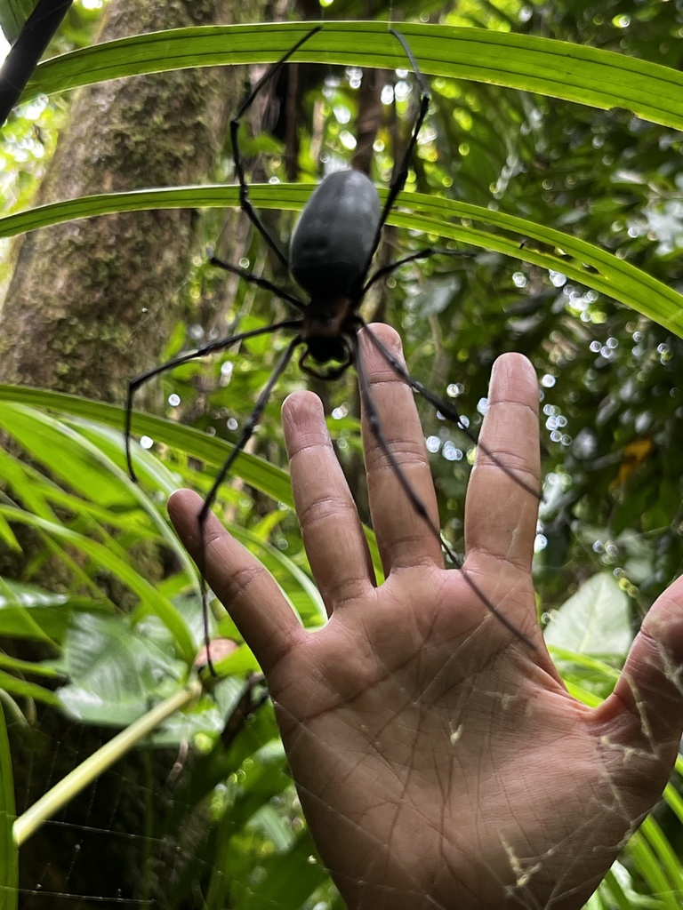 Giant Golden Orbweaver from Babeldaob, Palau, PW on December 19, 2023 ...