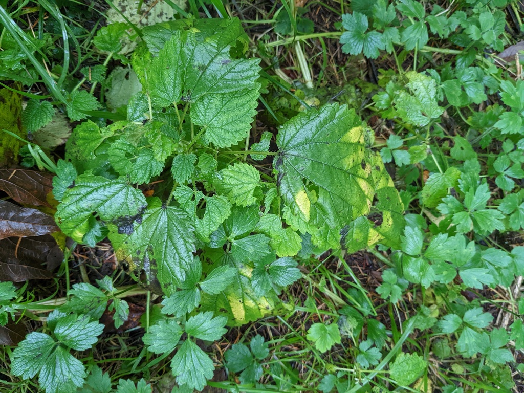 American stinging nettle from Burton Acres Park, Vashon, WA 98070, USA ...