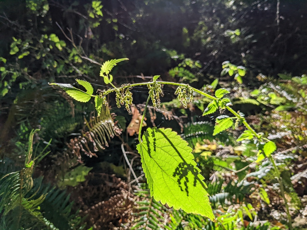 American stinging nettle from Burton Acres Park, Vashon, WA, USA on ...