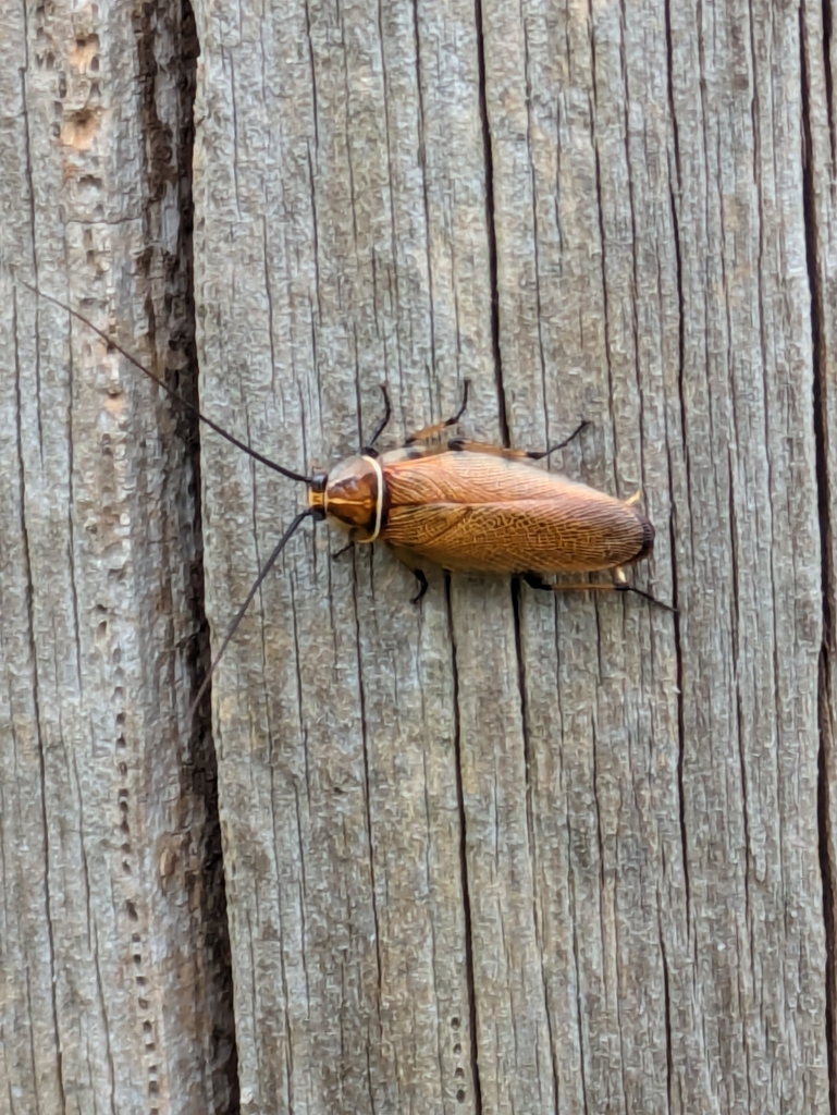 Balta bicolor in December 2023 by Zacky Wacky · iNaturalist