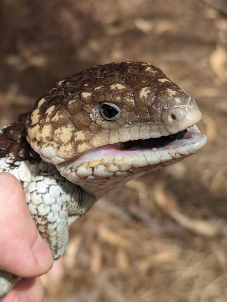 Shingleback Lizard from Kings Park WA 6005, Australia on December 16, 2023 at 10:58 AM by Zacky ...