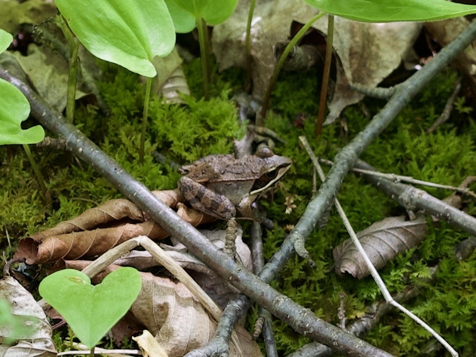 Wood Frog from Bog Trail, Chelsea, MI, US on May 14, 2023 at 11:40 AM ...