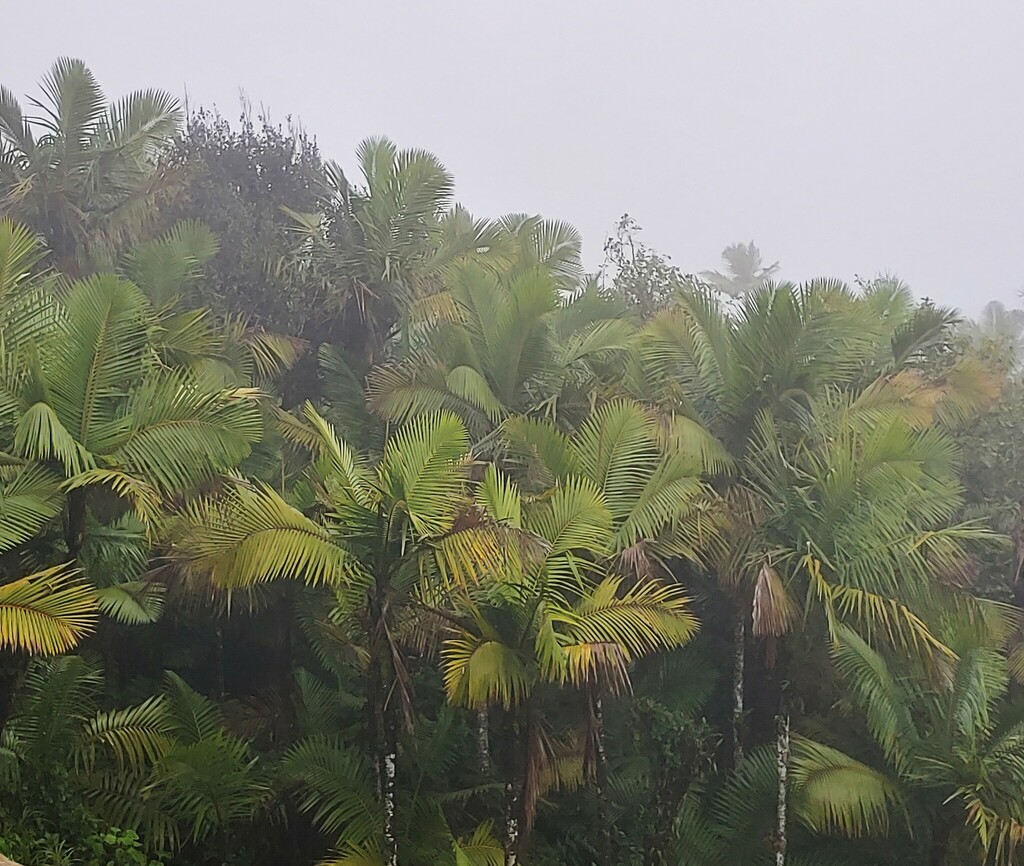 sierra palm from Mameyes II, Río Grande 00745, Puerto Rico on December ...