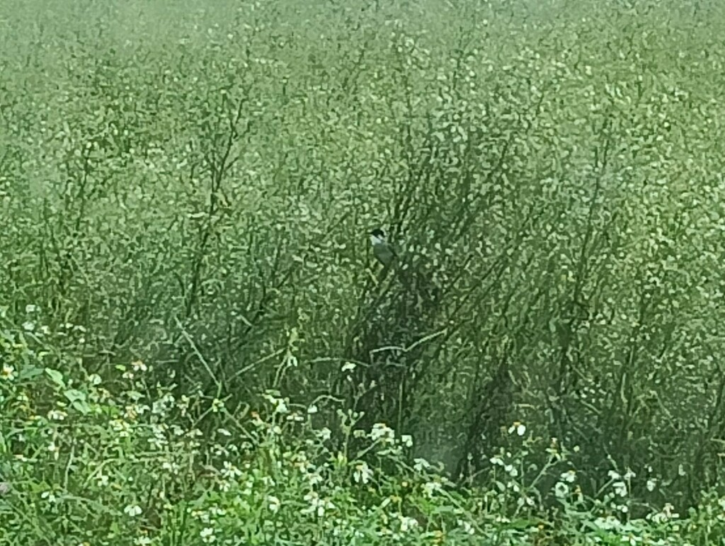 Styan's Bulbul in September 2023 by inatpeshualien001 · iNaturalist