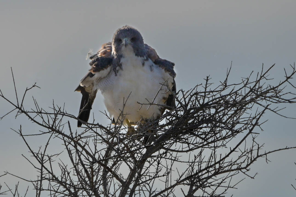 White-tailed Hawk from Brazoria County, TX, USA on December 19, 2023 at ...