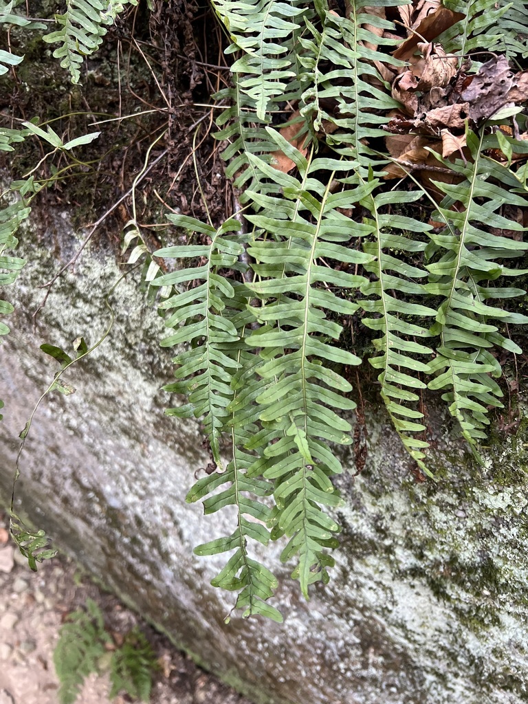 Appalachian rockcap fern from Barbour County, WV, USA on December 16 ...
