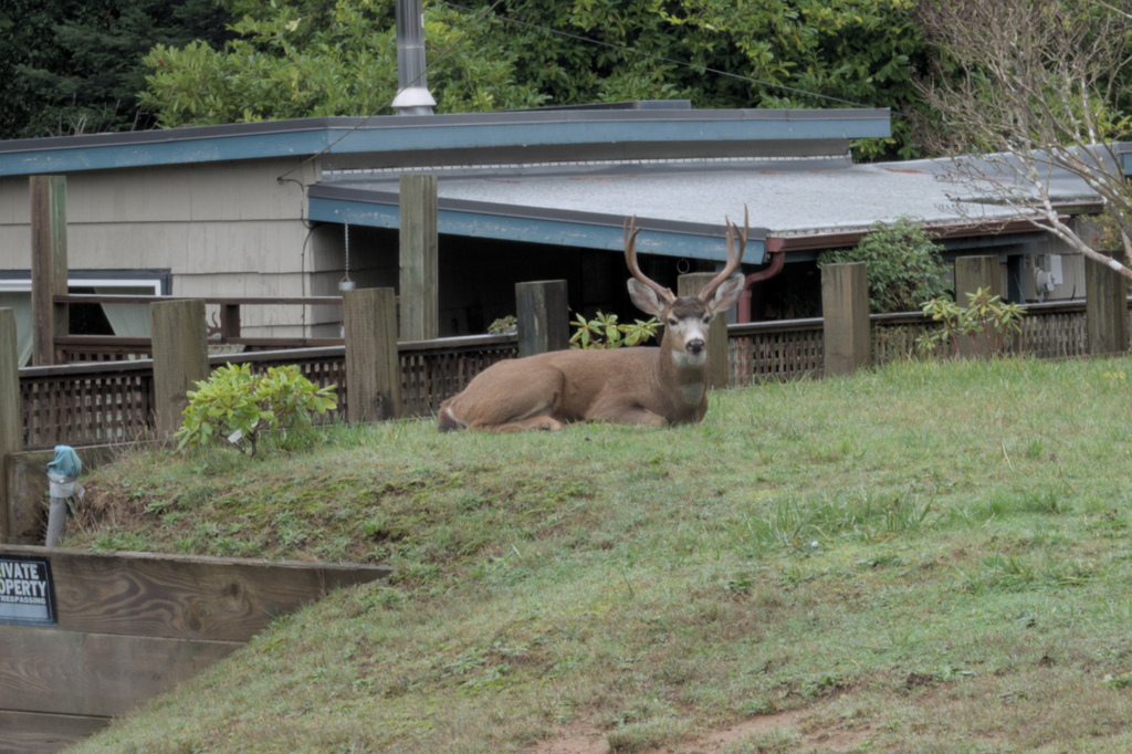 Mule Deer from Coos Bay, OR, USA on December 19, 2023 at 02:55 PM by ...