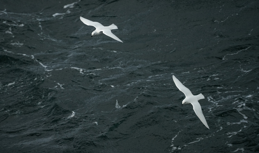 Snow Petrel from Antarctica on December 19, 2023 at 06:57 PM by Brendan ...