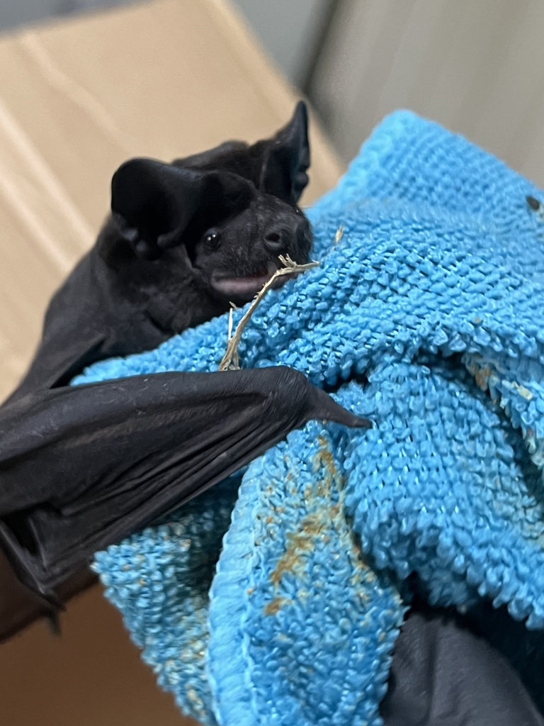 Black Bonneted Bat from Jamaica, Kingston, Surrey County, JM on ...