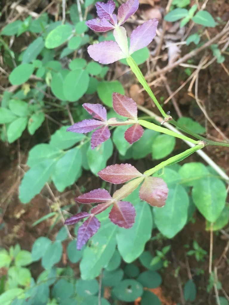 Naringi crenulata from Aralam Wildlife Sanctuary, Wayanad, KL, IN on ...