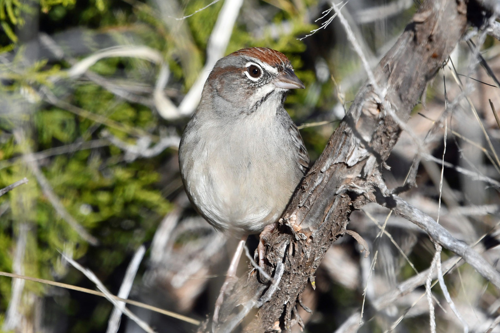 Rufous-crowned Sparrow from Cottle County, TX, USA on December 18, 2023 ...