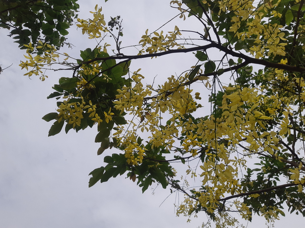 Golden shower tree from Delhi, India on May 26, 2023 at 03:11 PM by Ram ...