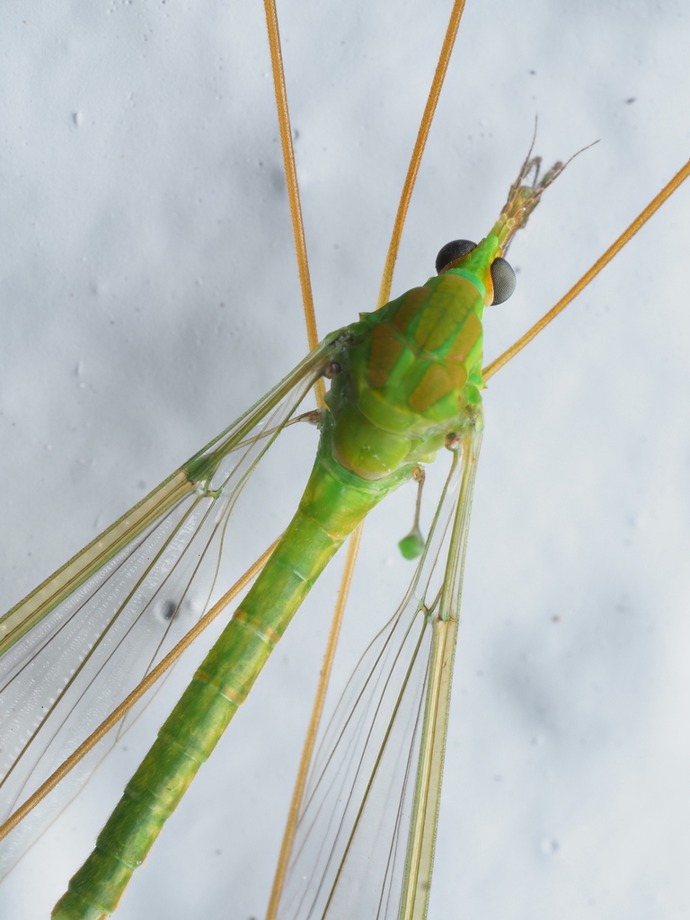 Leptotarsus virescens from 427 Titirangi Road, Titirangi Village ...