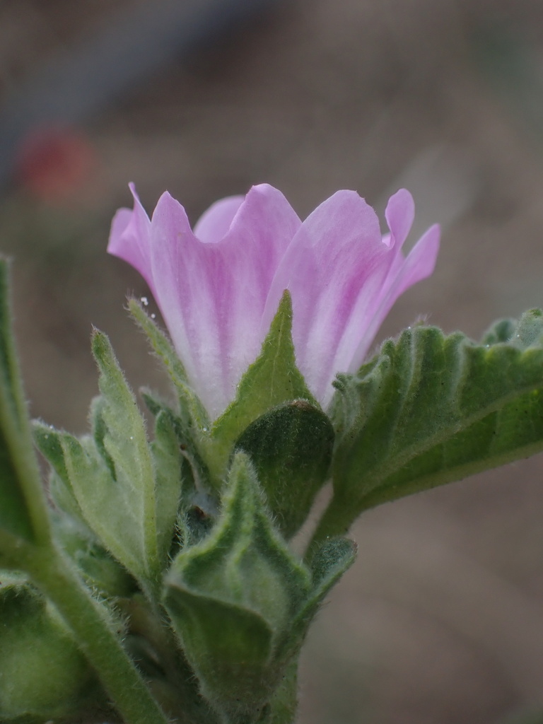 Cretan mallow from Channel Islands National Park, CA, US on December 17 ...