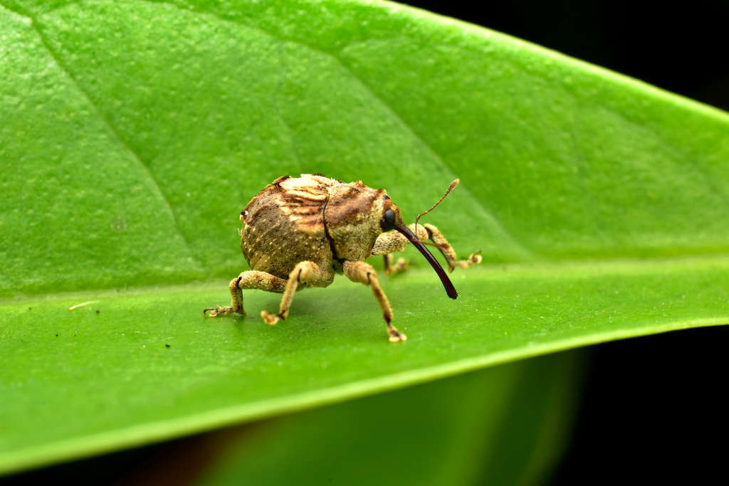 True Weevils from San José, Atenas, Purires, Costa Rica on December 15 ...