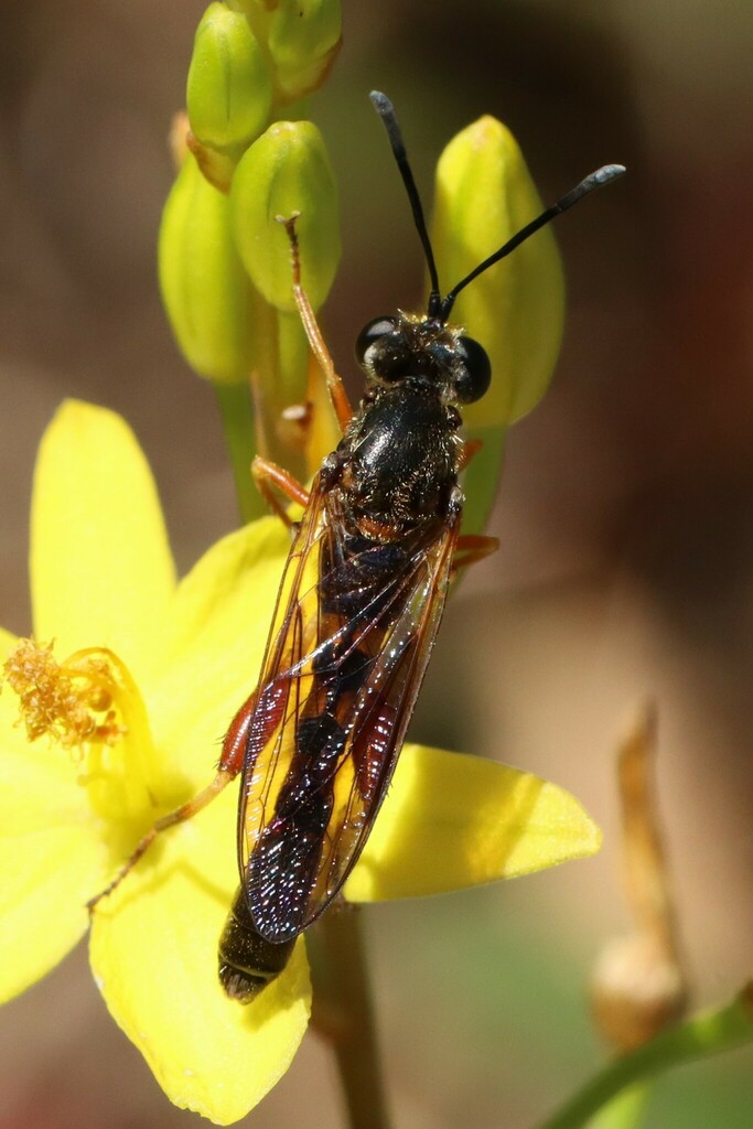 Mydas Flies in November 2023 by Nature_Lover. Location: Lower Blue ...