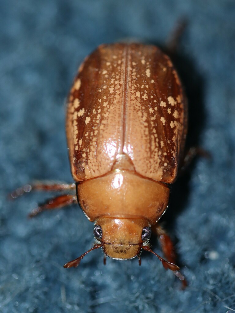 Campfire Beetle in November 2023 by Nature_Lover. Location: Lower Blue ...