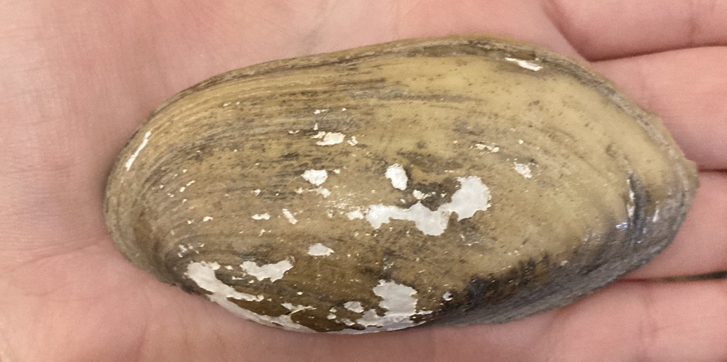Yellow Sandshell from Cahaba River, Hoover, AL, US on October 19, 2015 ...