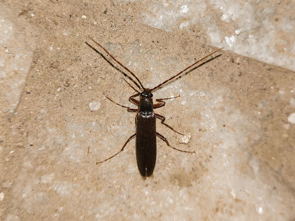 Pleonomus canaliculatus from 中国北京市海淀区 on March 2, 2022 at 09:02 PM by ...