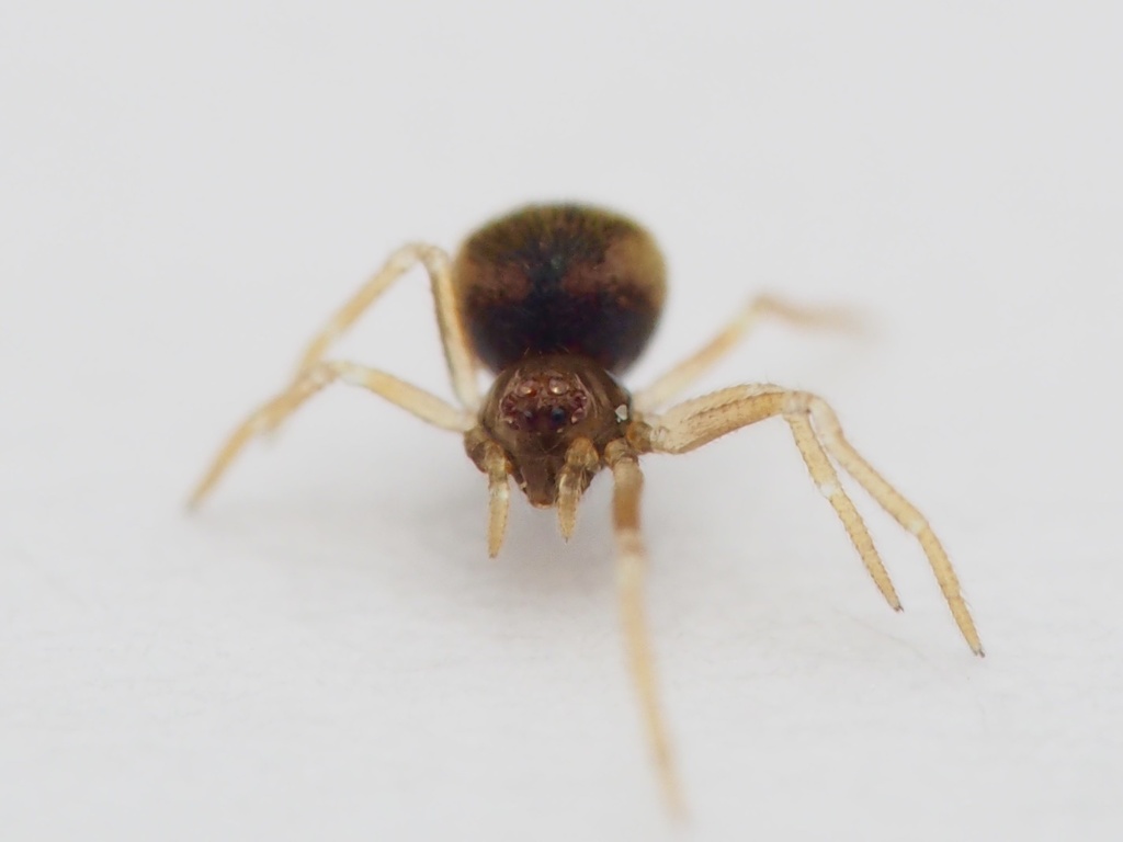 Araneoid Spiders from North Island, Kaeo, Northland, NZ on December 19 ...