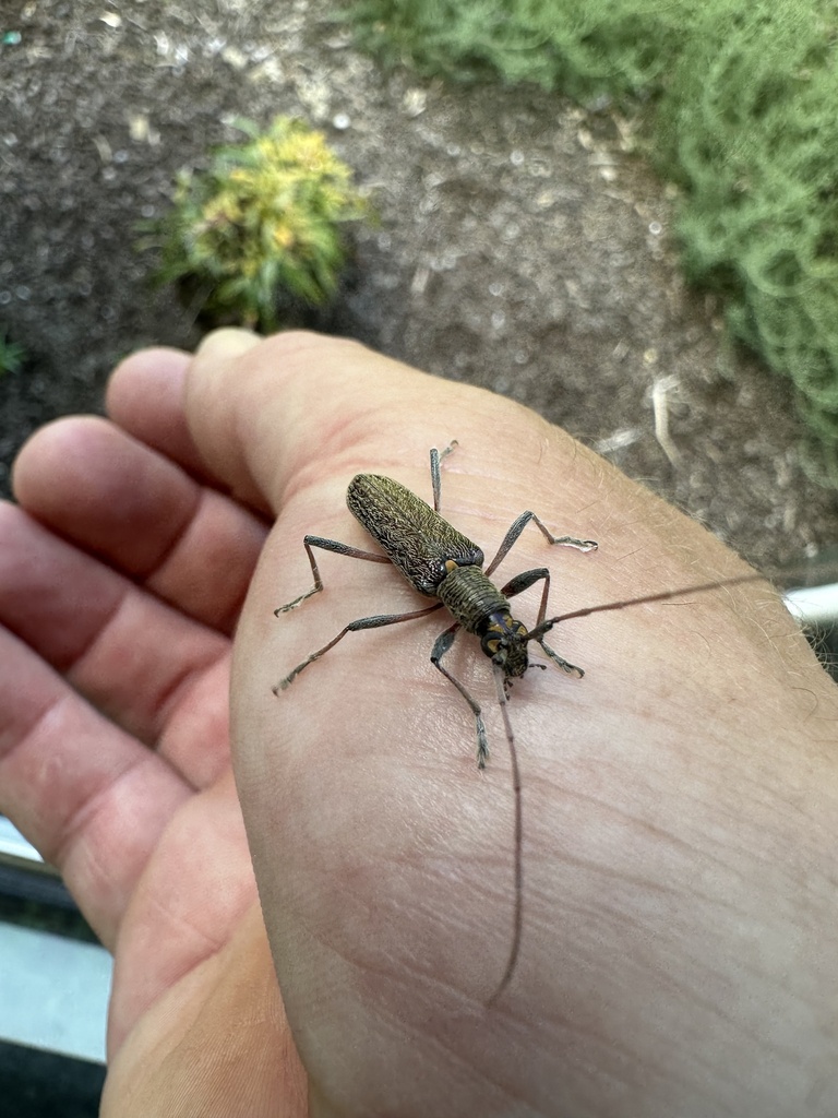 Lemon tree borer from North Island, Rotorua, Bay of Plenty, NZ on ...