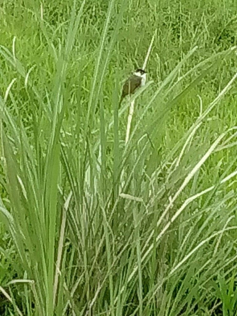 Styan's Bulbul in August 2023 by inatpeshualien001 · iNaturalist