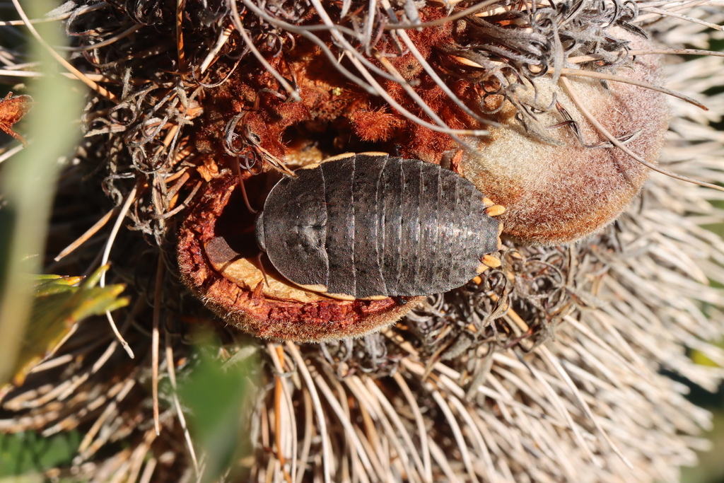 Botany Bay Cockroach from Blue Mountains Nat'l Park NSW 2787, Australia ...