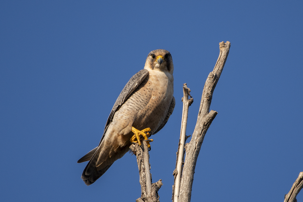Red-capped Peregrine Falcon from Челпек, Кыргызстан on October 4, 2023 ...
