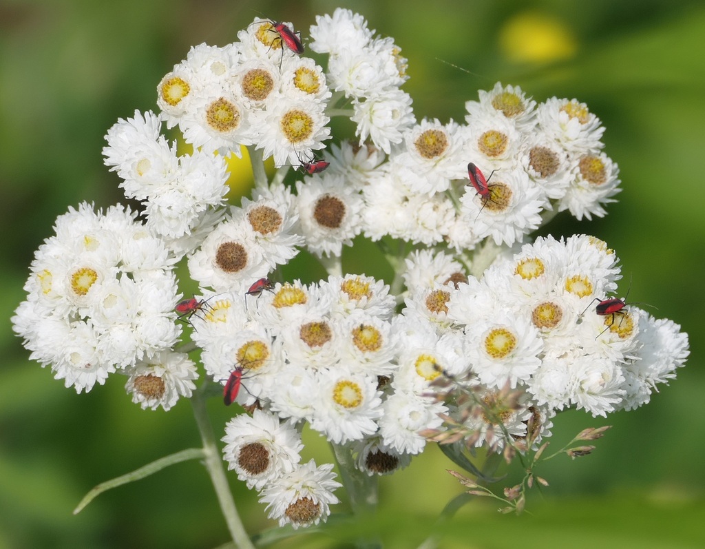 Lopidea instabilis in July 2023 by wanderingeden · iNaturalist