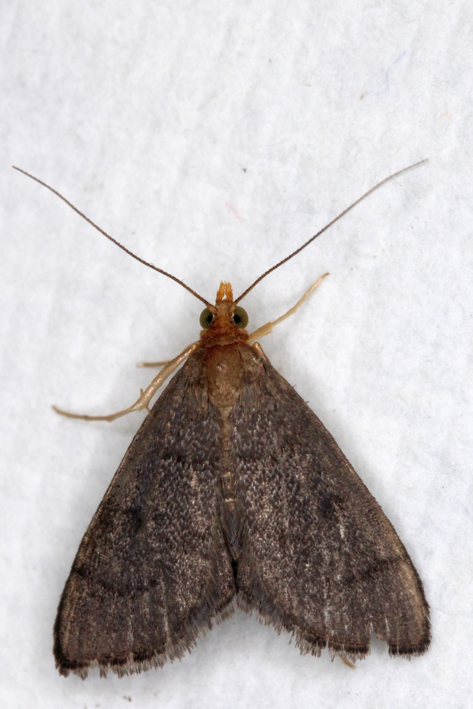 Metasia achroa from Sydney NSW, Australia on December 19, 2023 at 11:01 ...