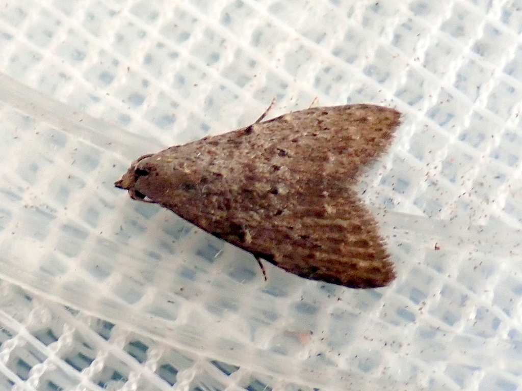 Plain Tuft Moth from Sydney NSW, Australia on December 19, 2023 at 07: ...