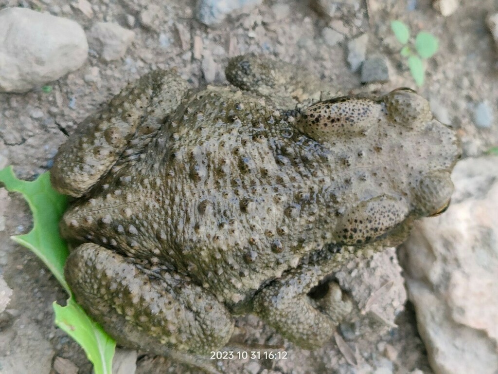 Taiwan Common Toad from 983台灣花蓮縣富里鄉 on October 23, 2023 at 01:33 PM by ...