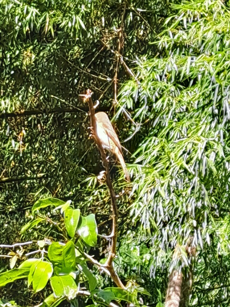 Chinese Sparrowhawk in August 2023 by inatpeshualien001 · iNaturalist