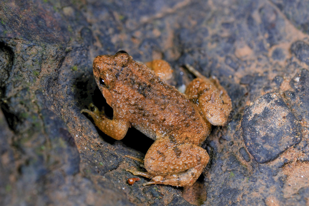 Ban Khun Klang Wart Frog from 中国云南省西双版纳傣族自治州勐腊县 on November 7, 2023 at ...